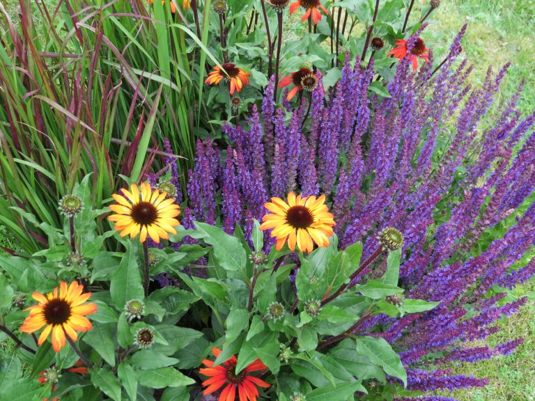 Sortguide: Solhatt - Trädgårdstrollet