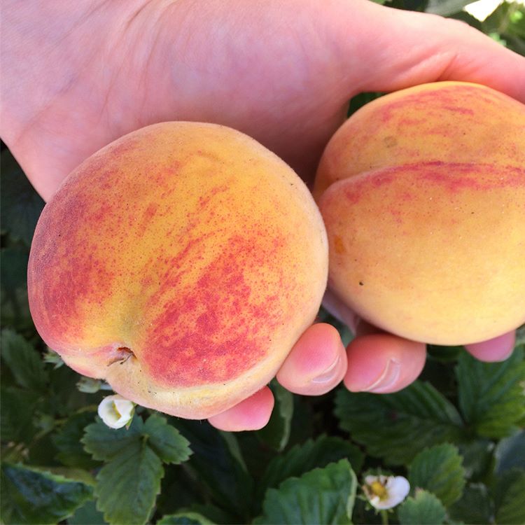 Beskära persika - Trädgårdstrollet