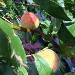 Sortguide: Persika - Trädgårdstrollet