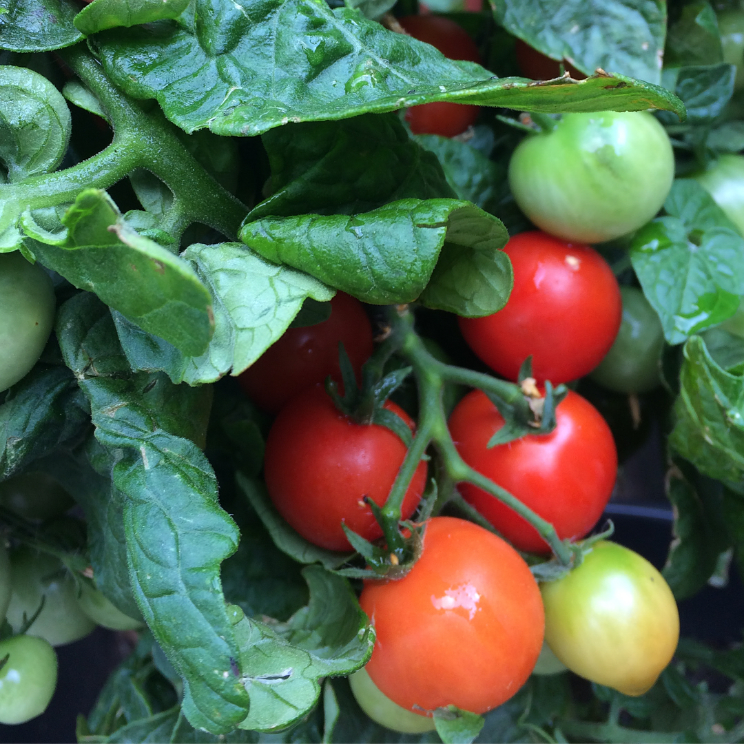 Tetra cis-lykopentomater: Supersorterna - Trädgårdstrollet