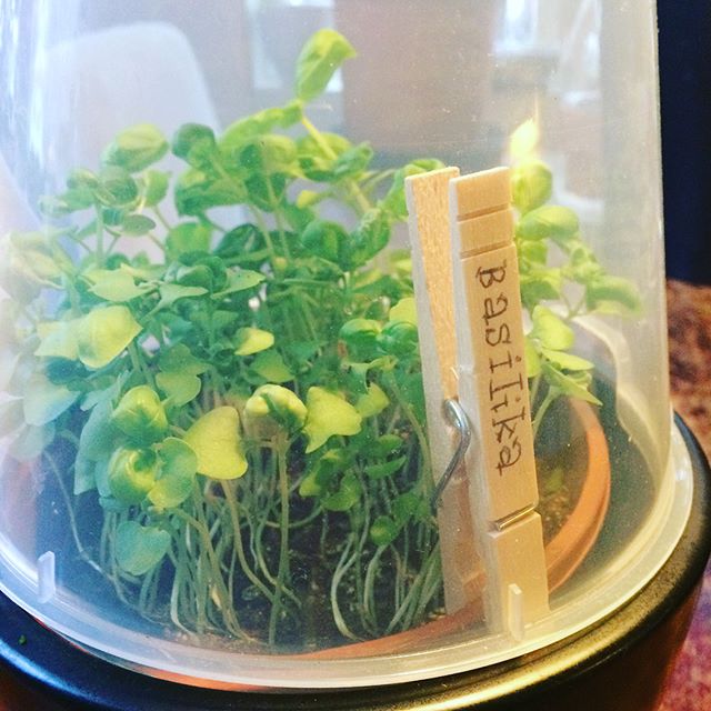 Sorttips: Odla egen basilika - Trädgårdstrollet