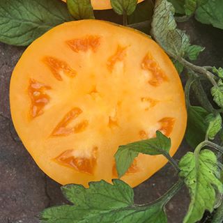 Sortguide: Tetra cis-lykopentomater - Trädgårdstrollet