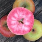 Rödköttiga äpplet Red Moon - Trädgårdstrollet