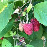 Sortguide: Sommarhallon - Trädgårdstrollet