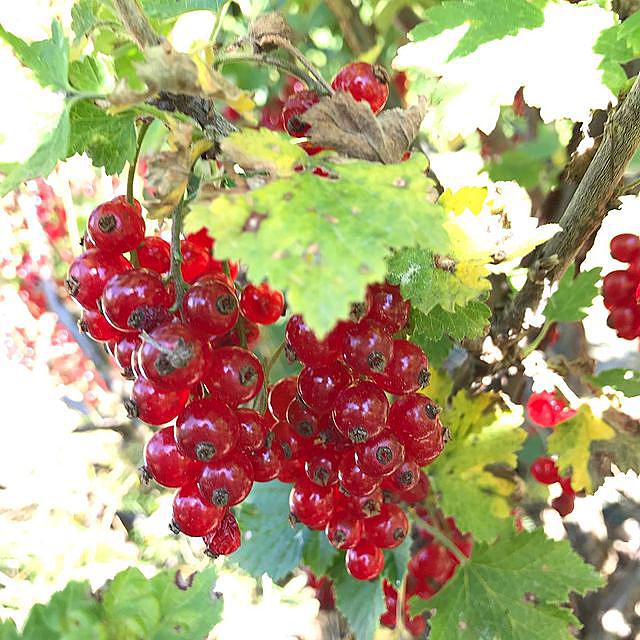 Sortguide: Röda vinbär - Trädgårdstrollet