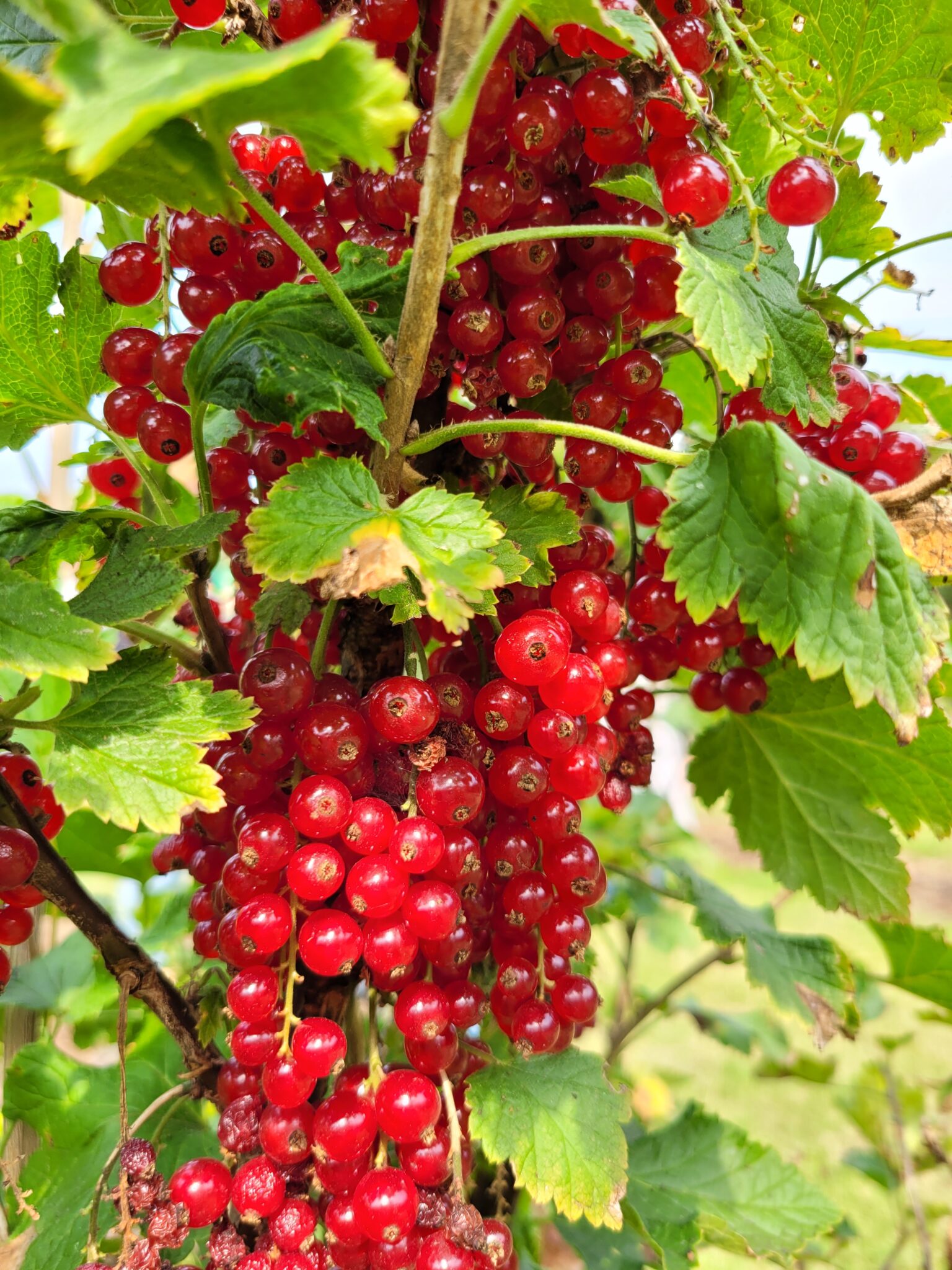 Sortguide: Röda vinbär - Trädgårdstrollet