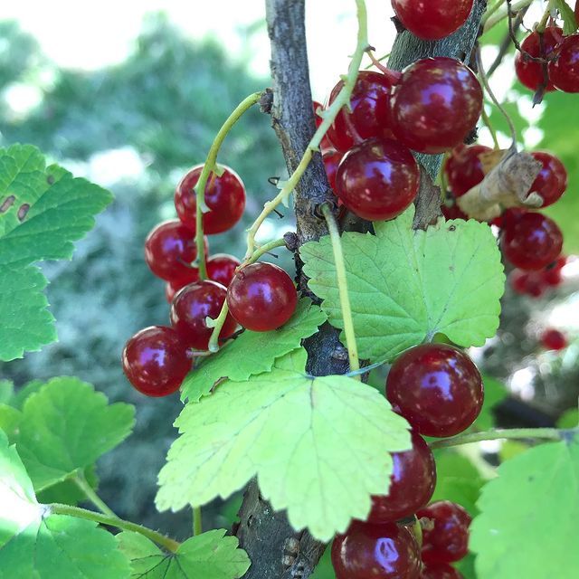 Sortguide: Röda vinbär - Trädgårdstrollet