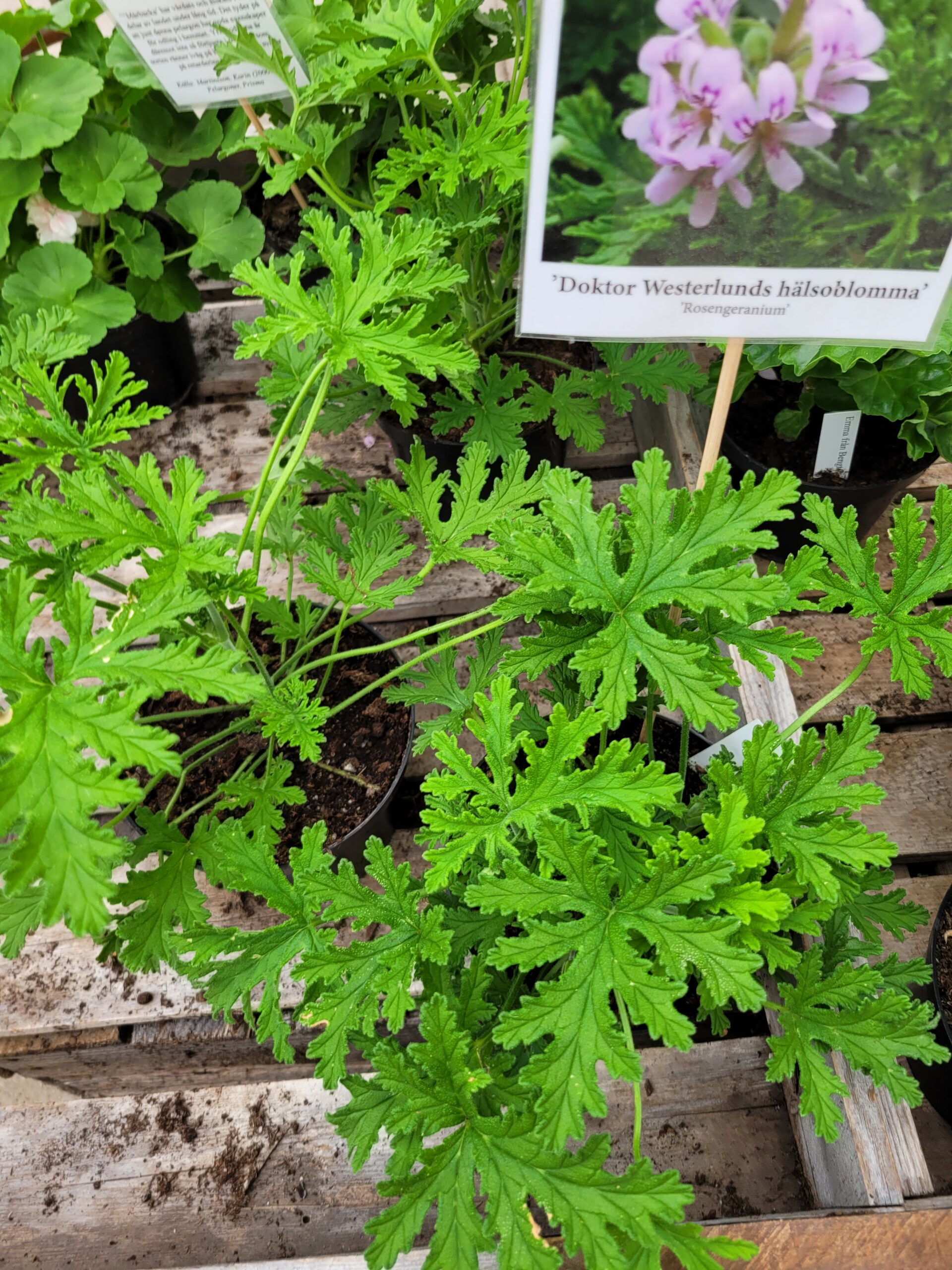 Stora Hyttnäs och andra landskapspelargoner - Trädgårdstrollet