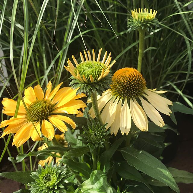 Sortguide: Solhatt - Trädgårdstrollet