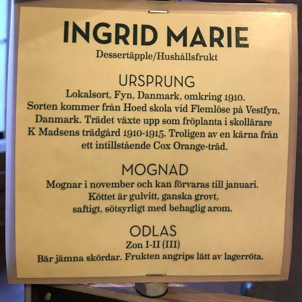 Vinteräpplet Ingrid Marie - Trädgårdstrollet