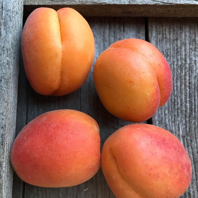 Sortguide: Aprikos - Trädgårdstrollet
