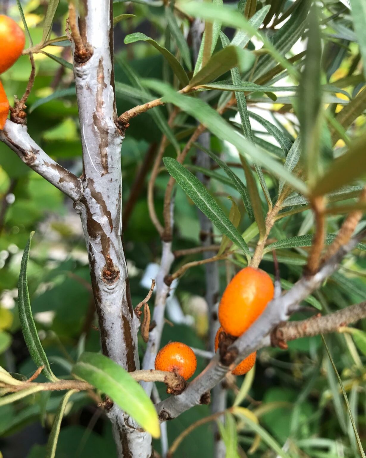 Sortguide: Havtorn - Trädgårdstrollet