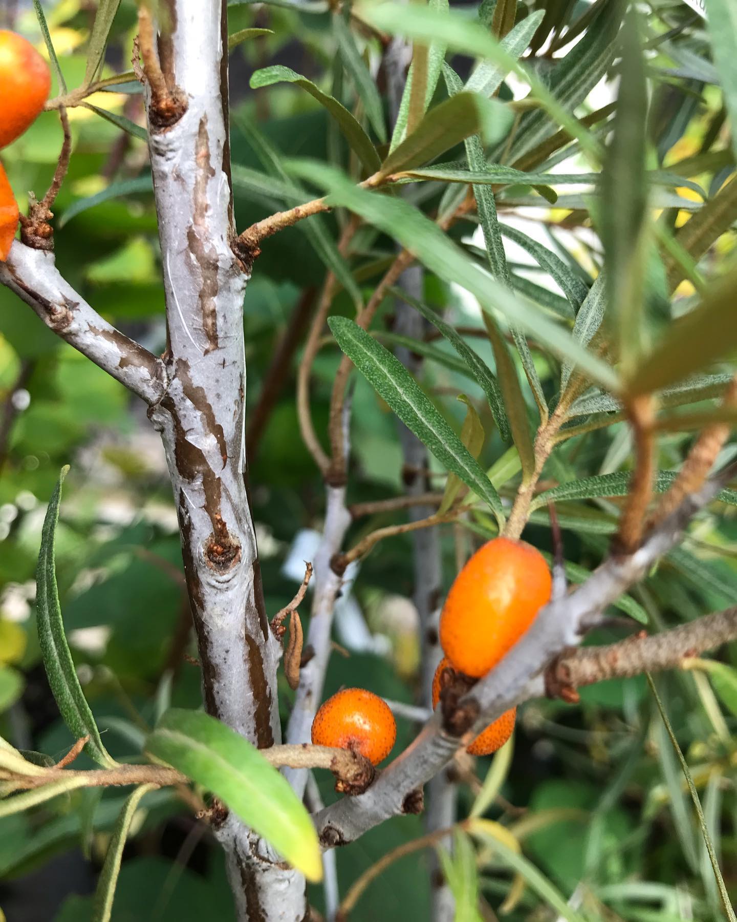 Sortguide: Havtorn - Trädgårdstrollet