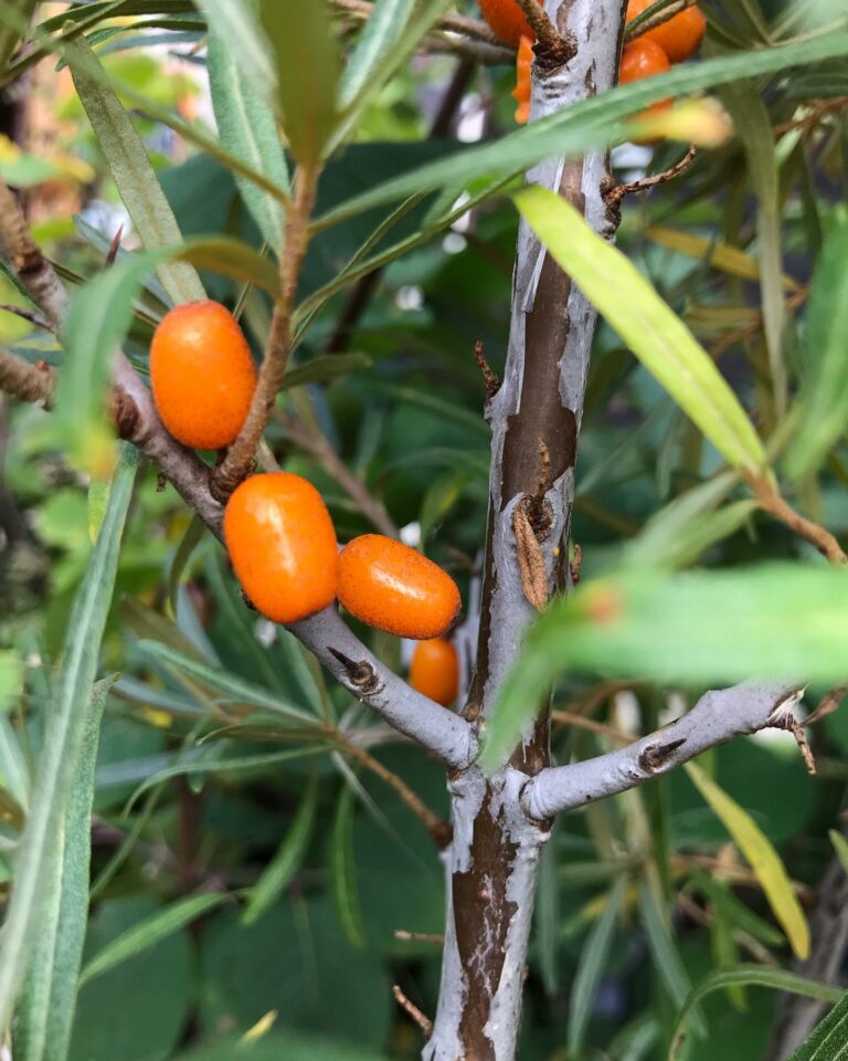 Sortguide: Havtorn - Trädgårdstrollet