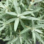 Sortguide: Havtorn - Trädgårdstrollet