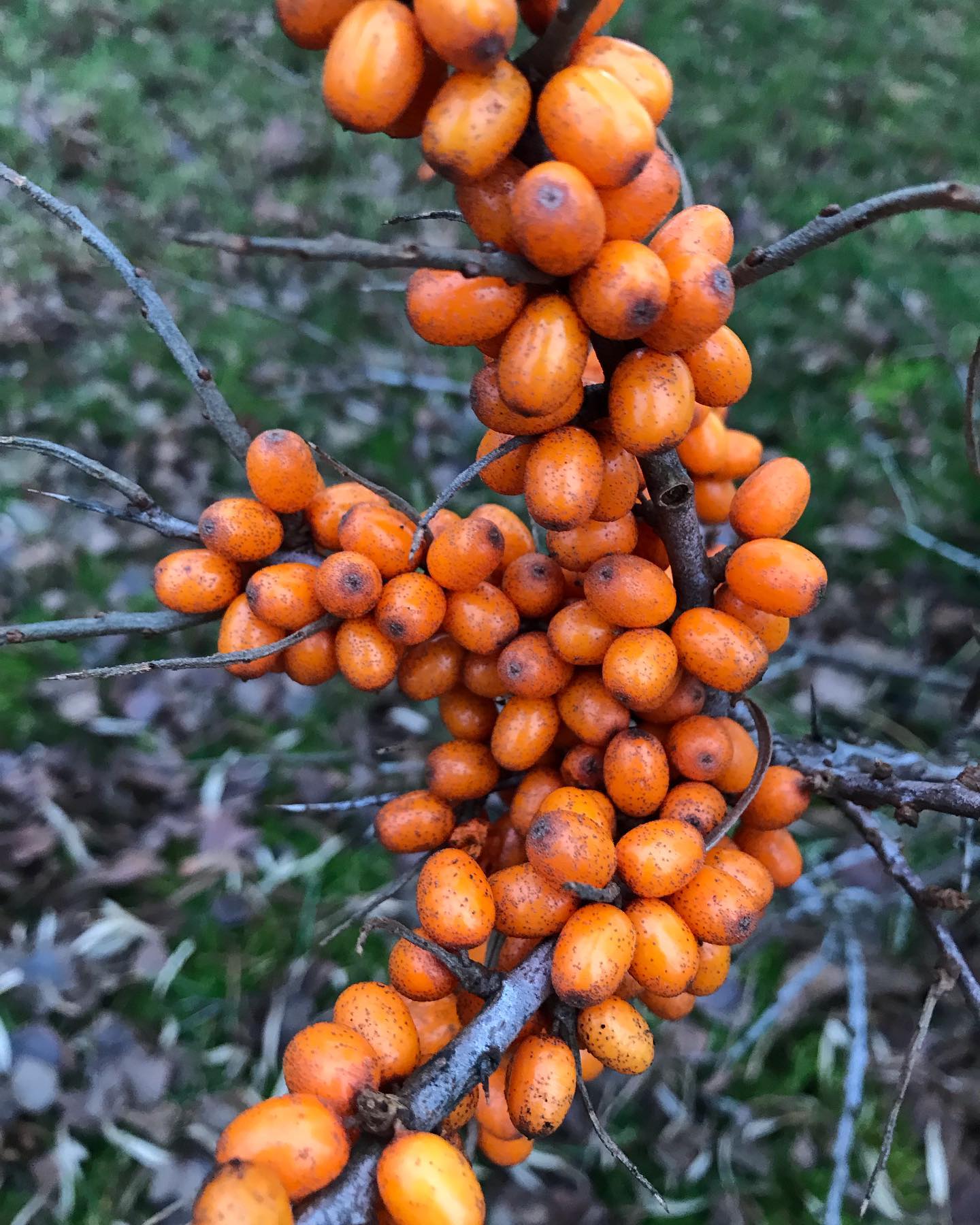 Sortguide: Havtorn - Trädgårdstrollet