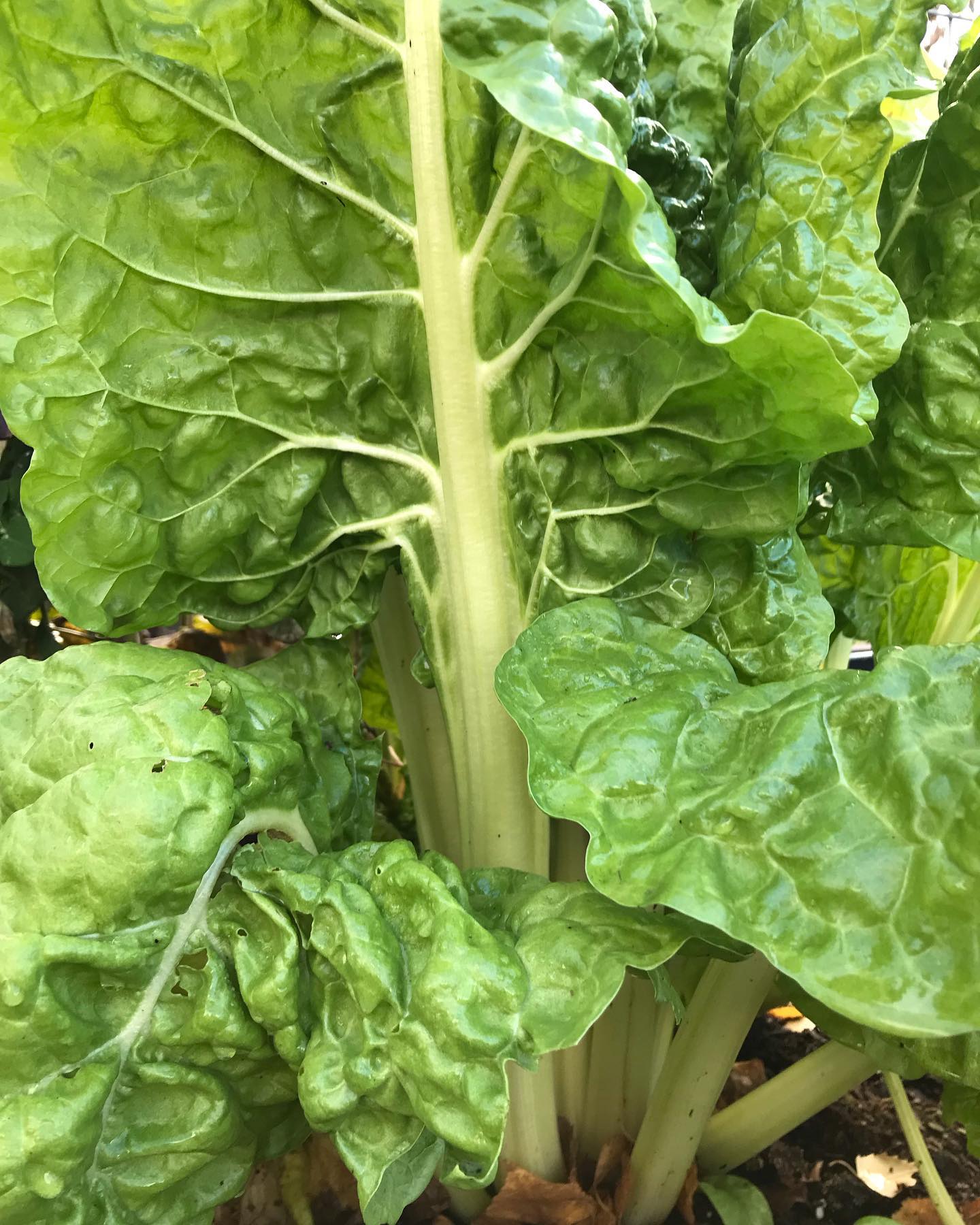 Favoritmangolden Lucullus - Trädgårdstrollet