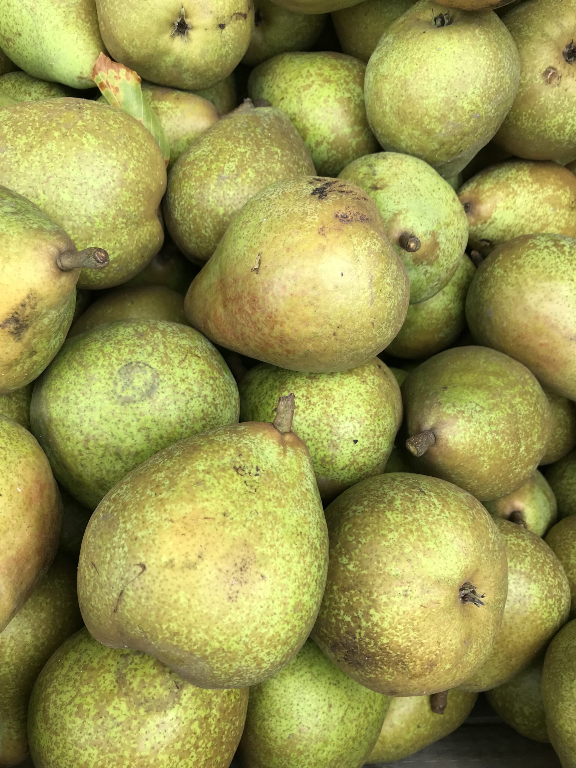 Sortguide: Päron - Trädgårdstrollet