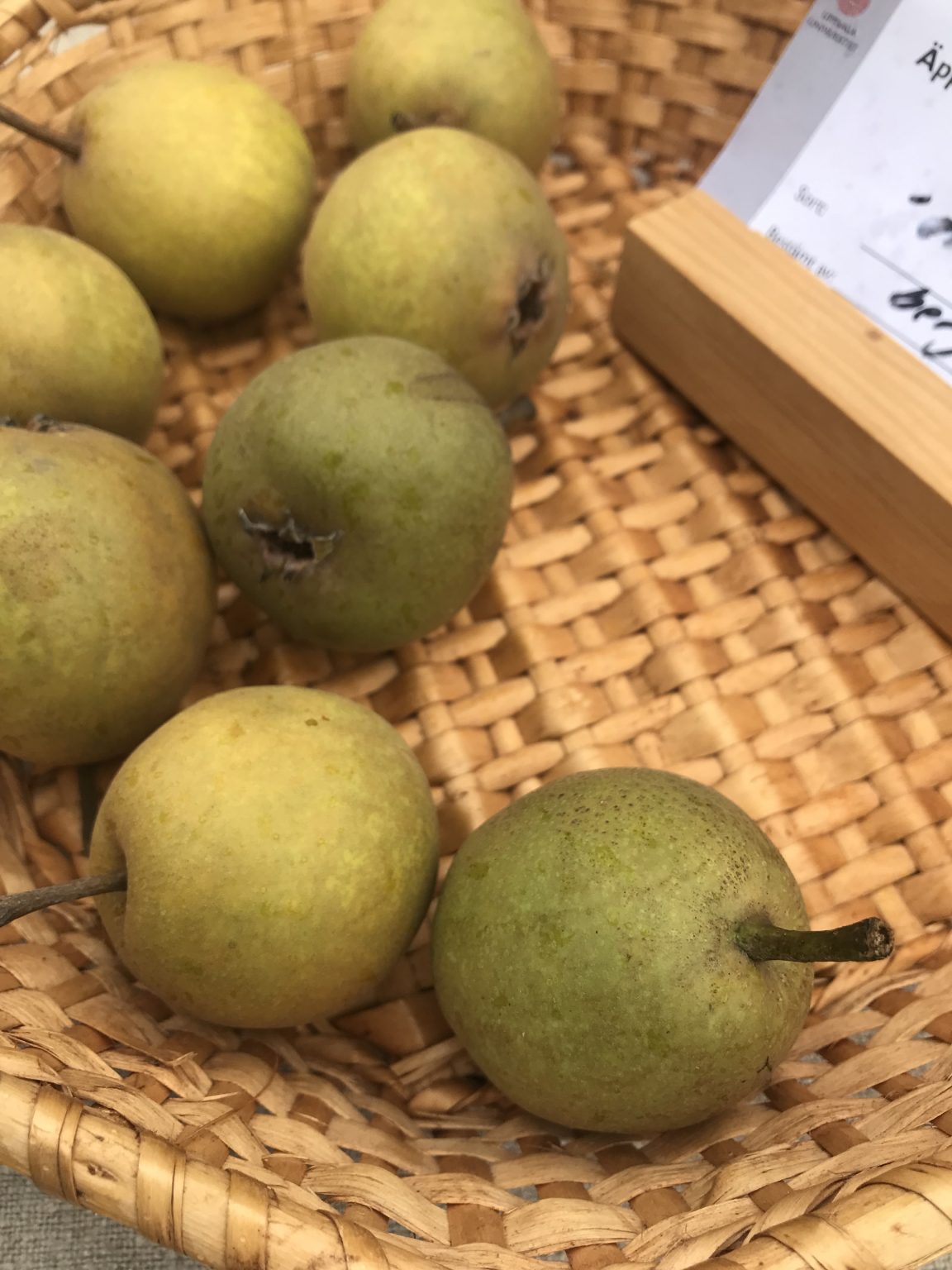 Sortguide: Päron - Trädgårdstrollet