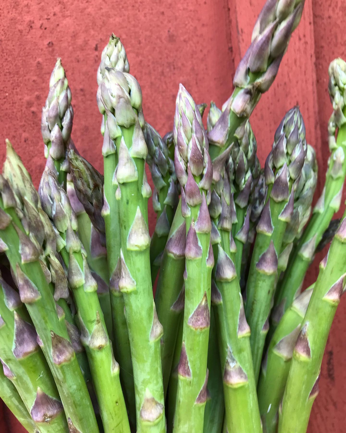 Sortguide: Sparris - Trädgårdstrollet