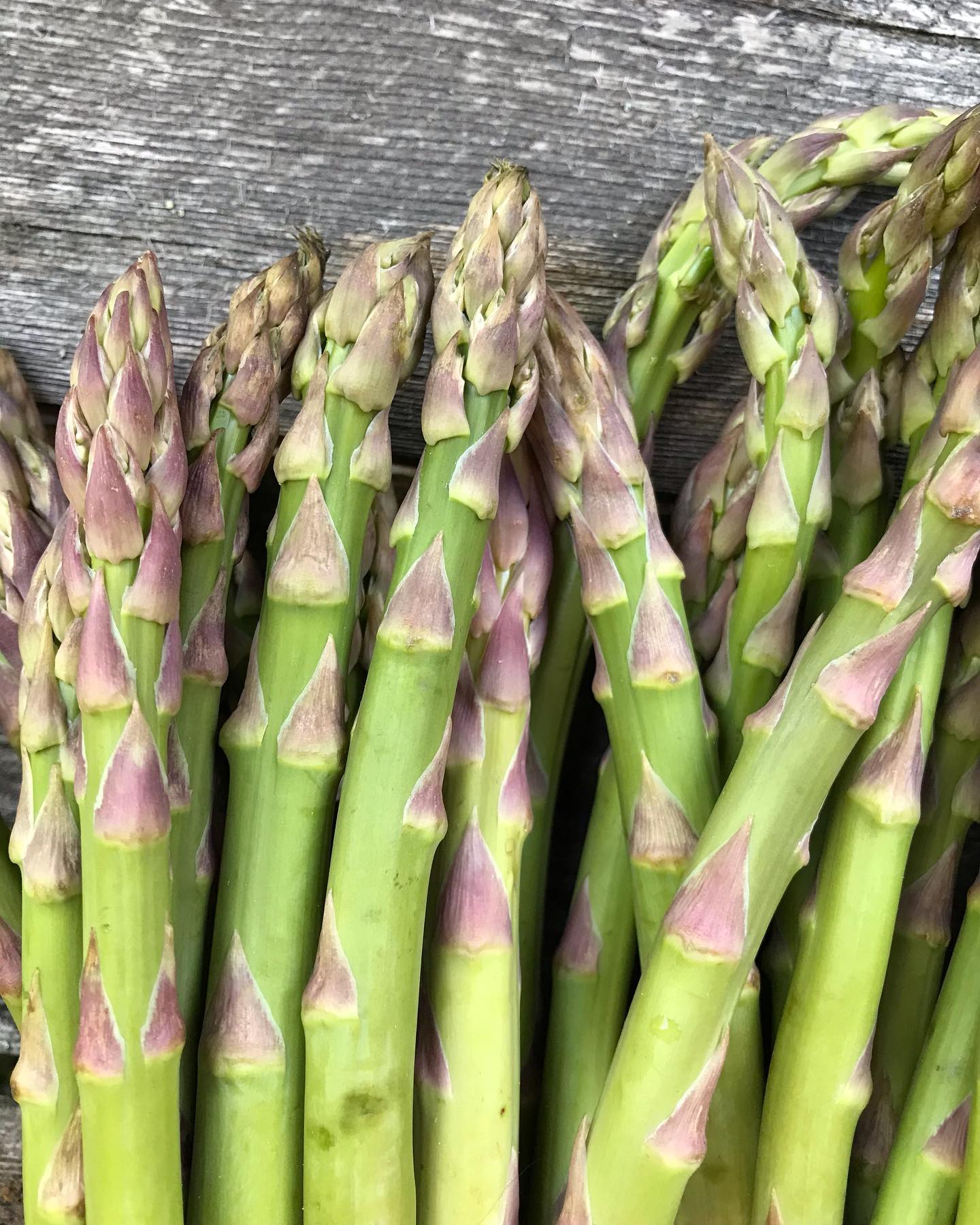 Sortguide: Sparris - Trädgårdstrollet