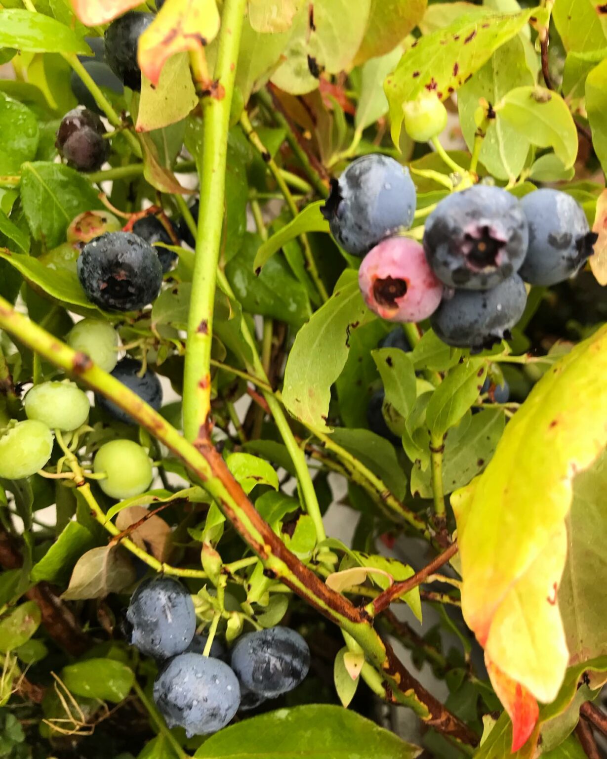 Sortguide: Amerikanska Blåbär - Trädgårdstrollet