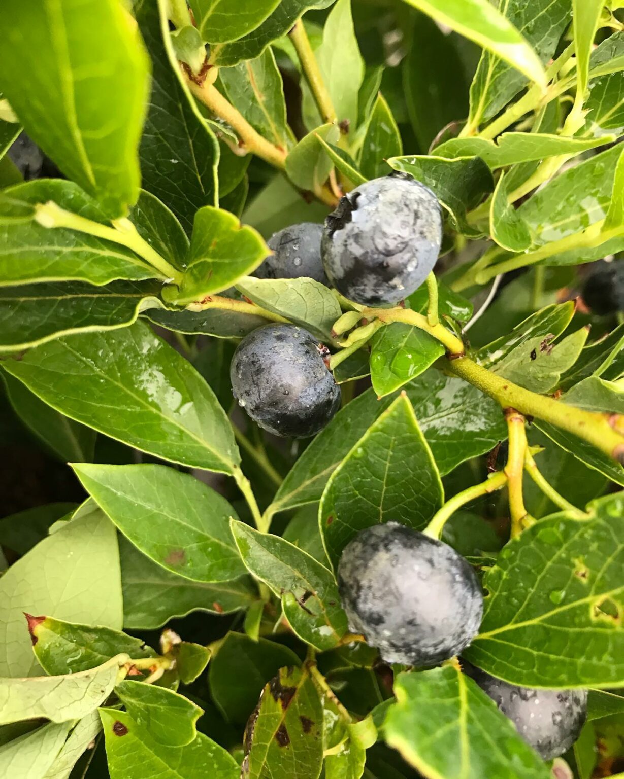 Sortguide: Amerikanska Blåbär - Trädgårdstrollet