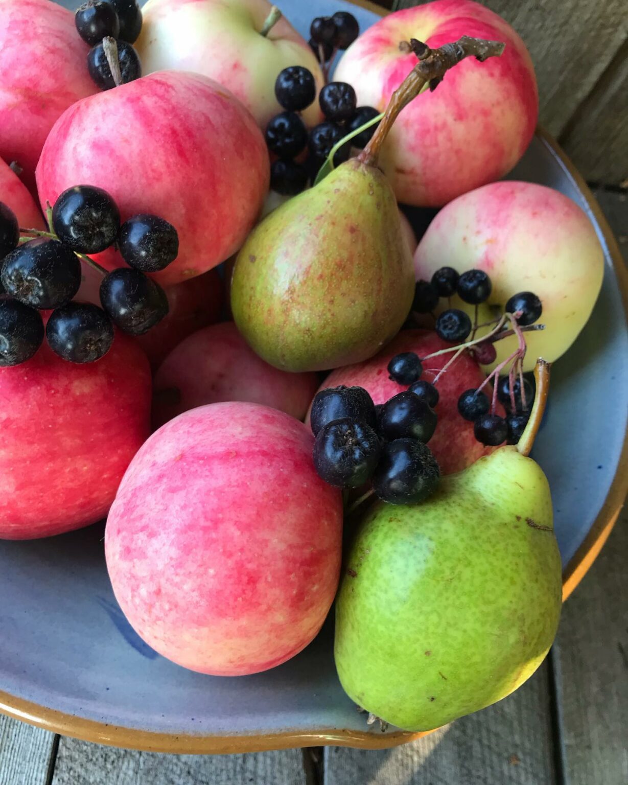 Sortguide: Aronia - Trädgårdstrollet