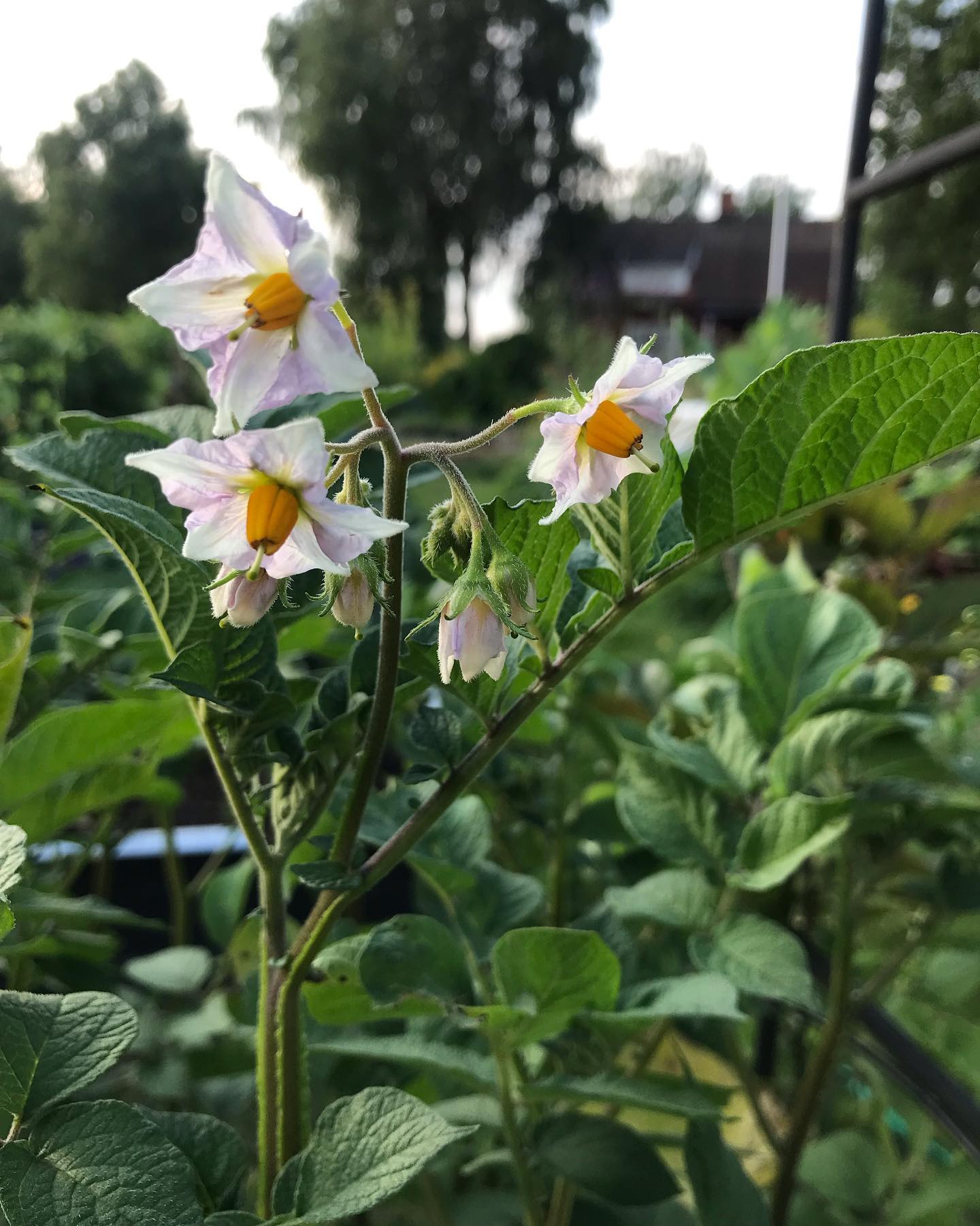 Den dundertåliga potatisen Sarpo Mira - Trädgårdstrollet
