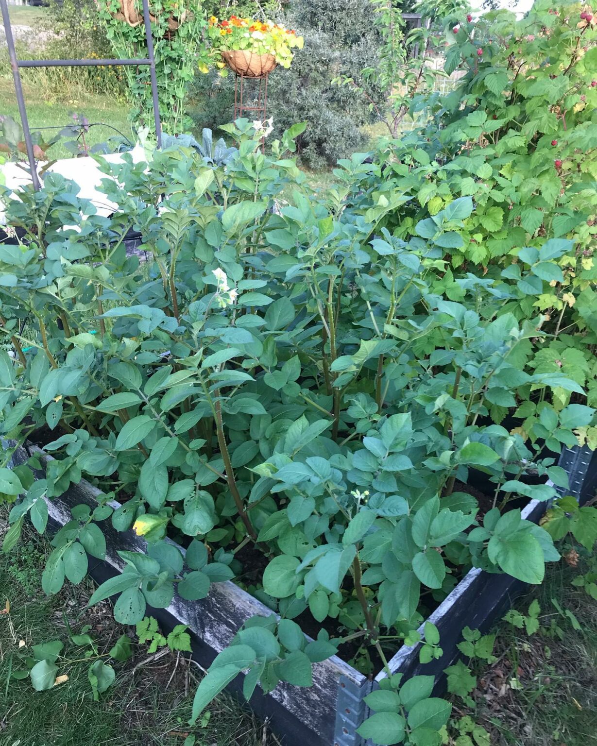 Den dundertåliga potatisen Sarpo Mira - Trädgårdstrollet