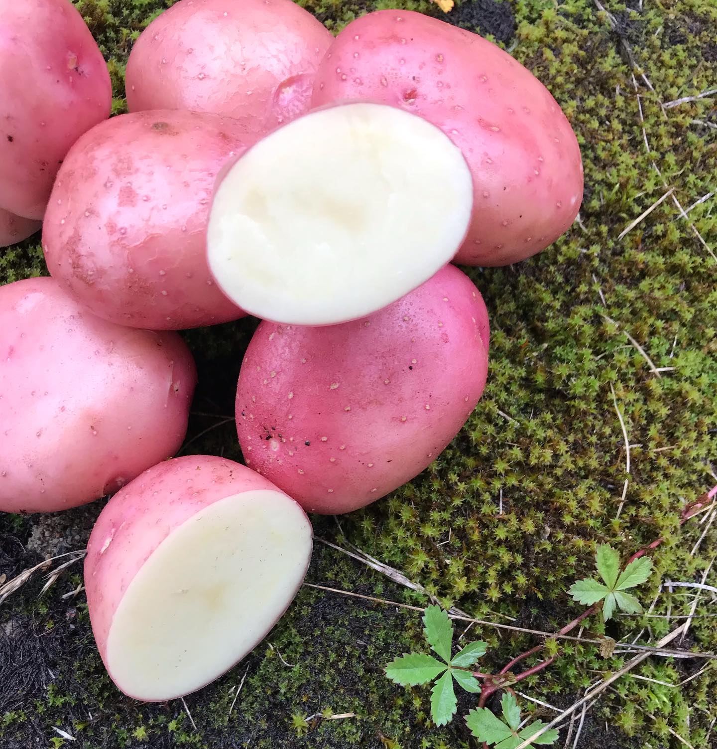 Den dundertåliga potatisen Sarpo Mira - Trädgårdstrollet