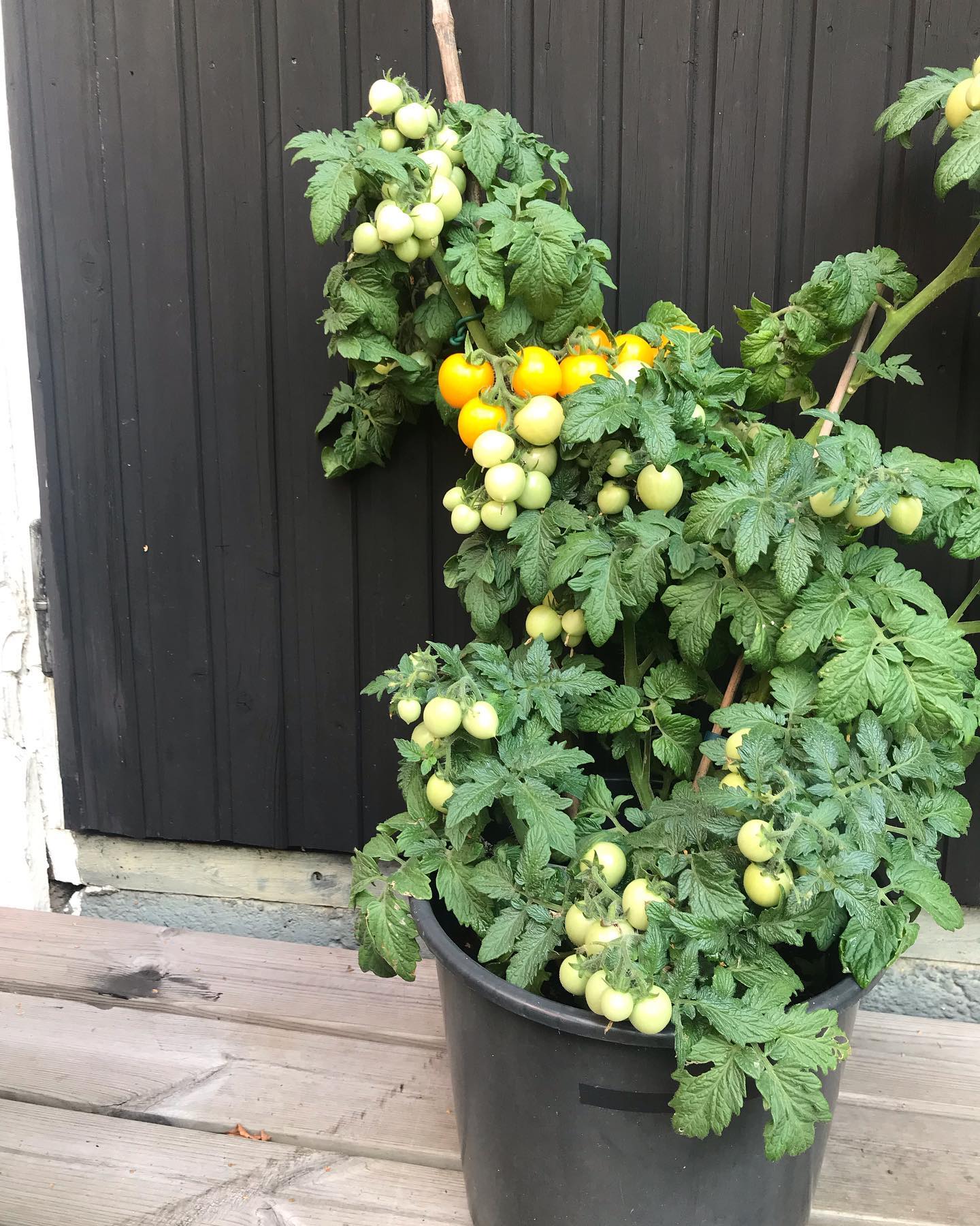 Dvärgbusktomaten Aztek - Trädgårdstrollet