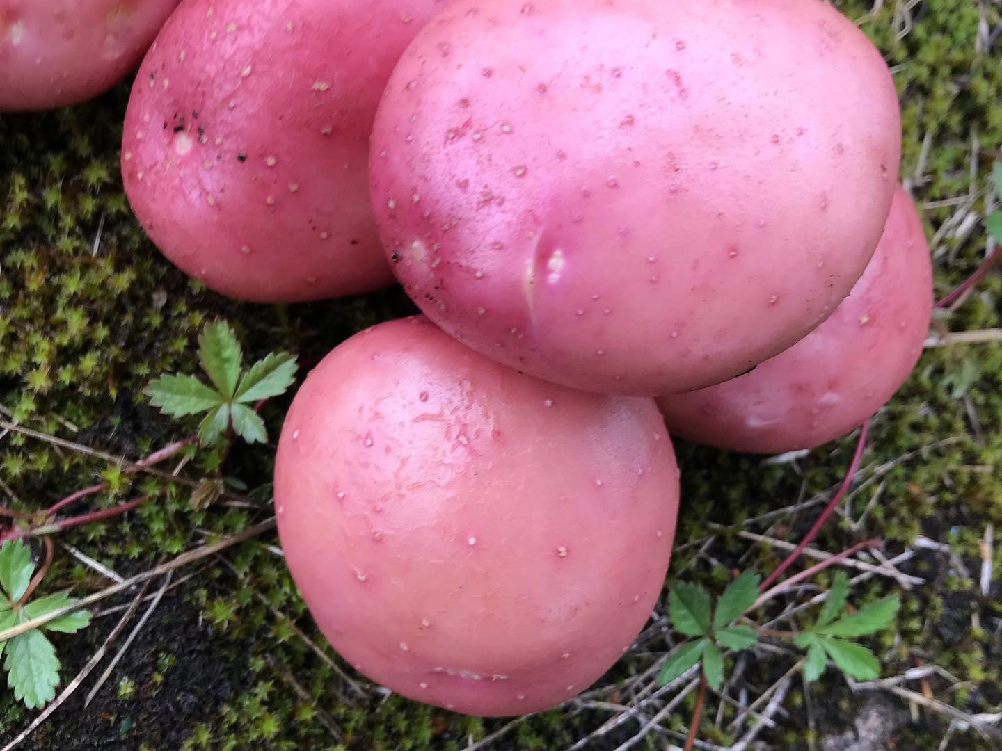 Den dundertåliga potatisen Sarpo Mira - Trädgårdstrollet