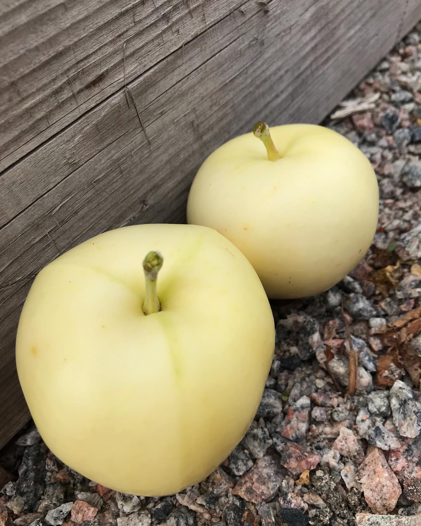 Sommaräpplet Transparente Blanche - Trädgårdstrollet
