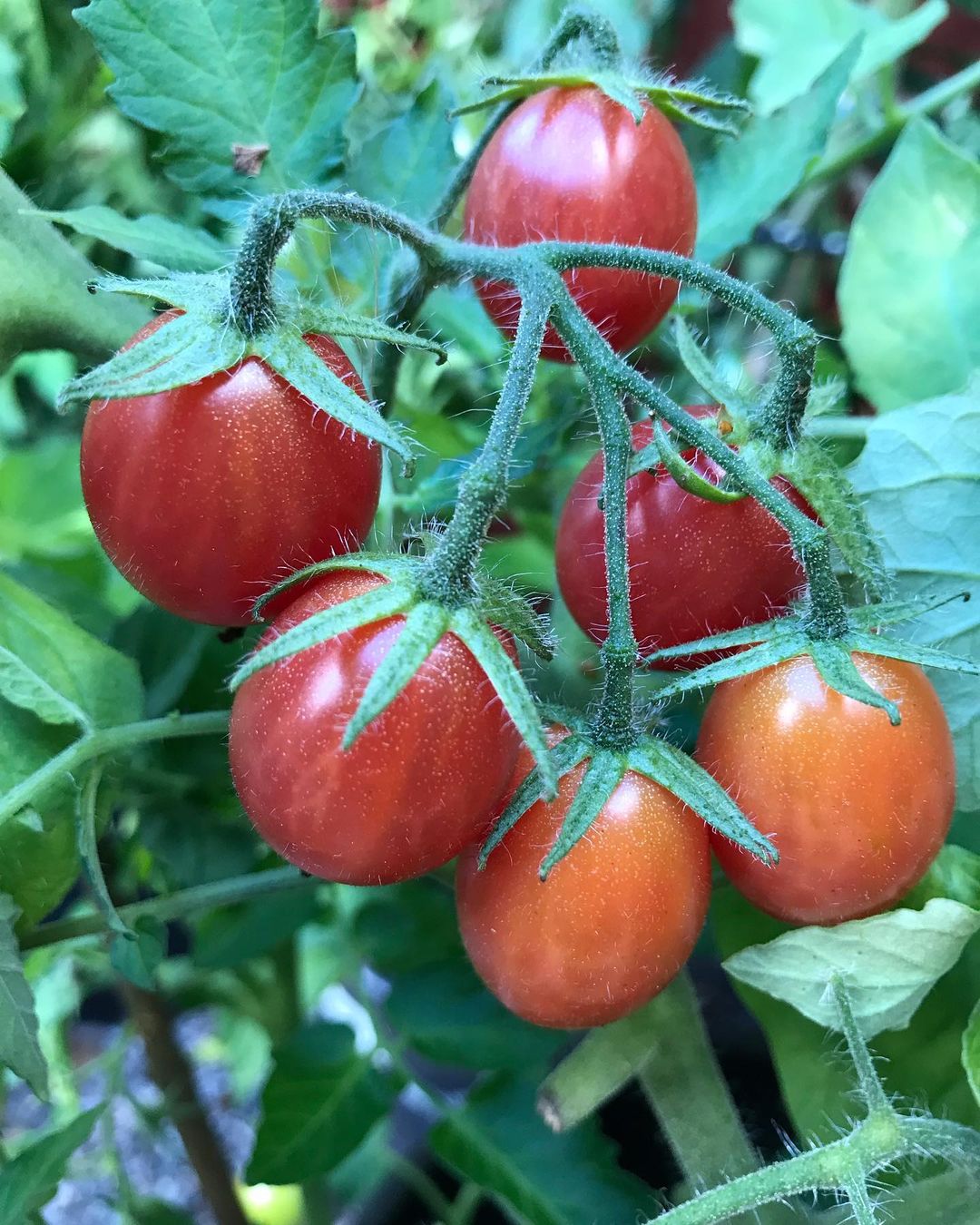 Hallontomaten Malinowy Kapturek - Trädgårdstrollet