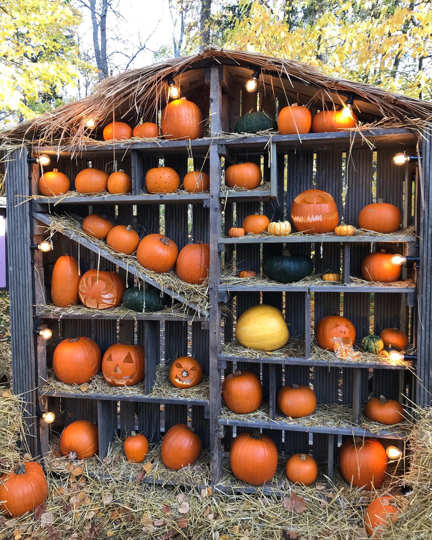 Gör en halloweenpumpa! - Trädgårdstrollet