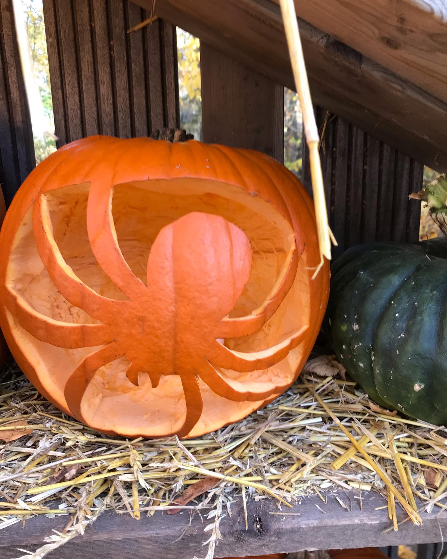 Gör en halloweenpumpa! - Trädgårdstrollet