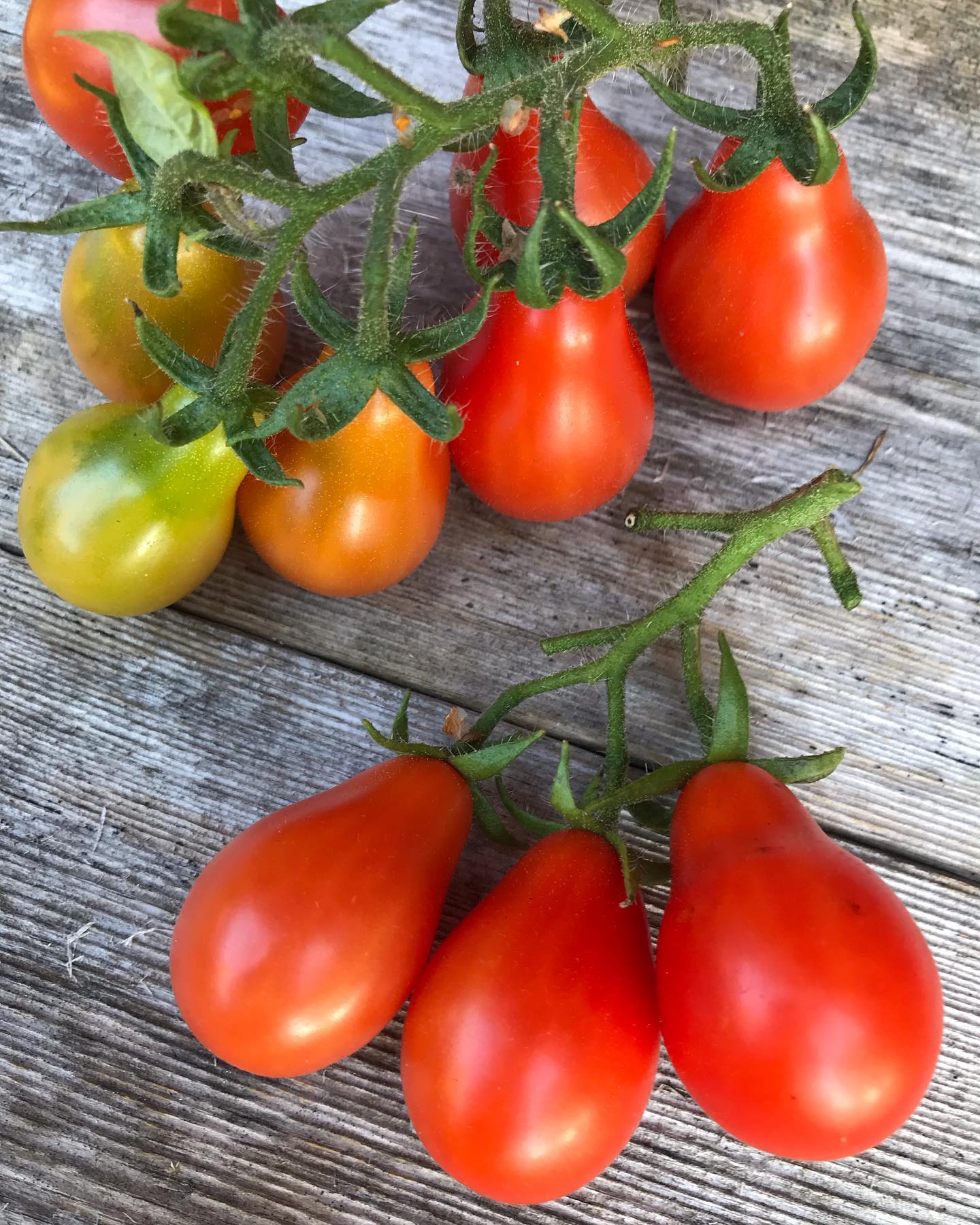 Gammelsorten Red Pear (och några till med samma namn) - Trädgårdstrollet