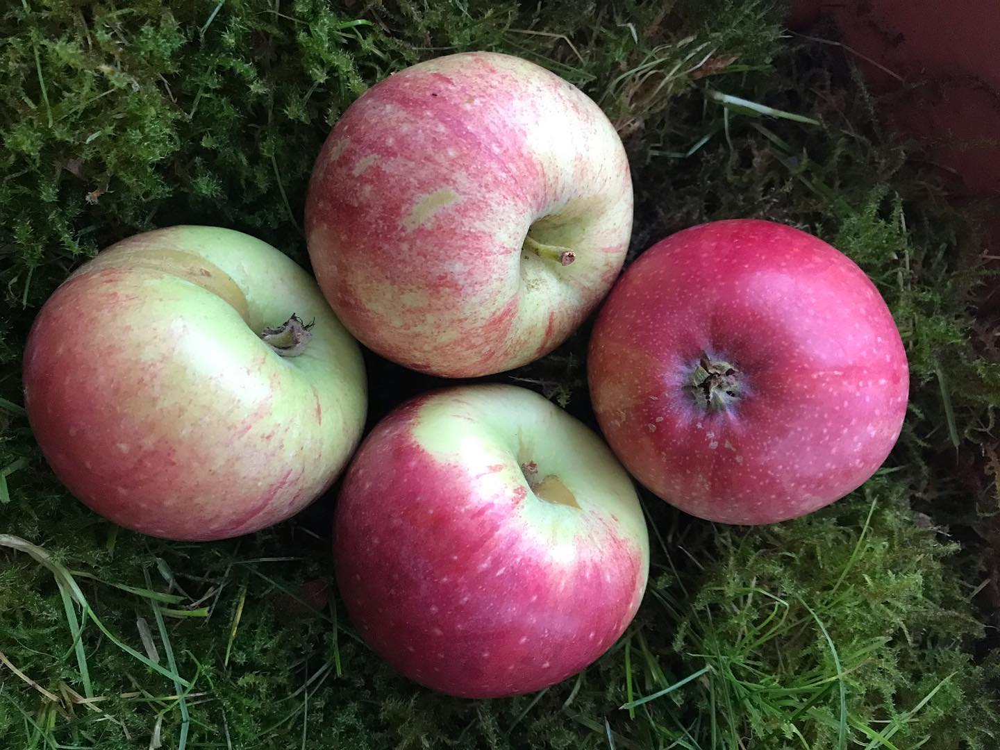 Smakrika äpplet Aroma - Trädgårdstrollet