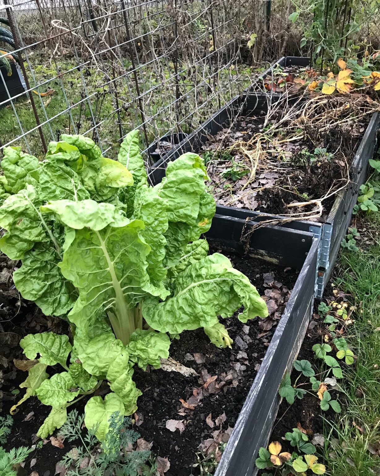 Poddavsnitt 31: Om betor & mangold - Trädgårdstrollet