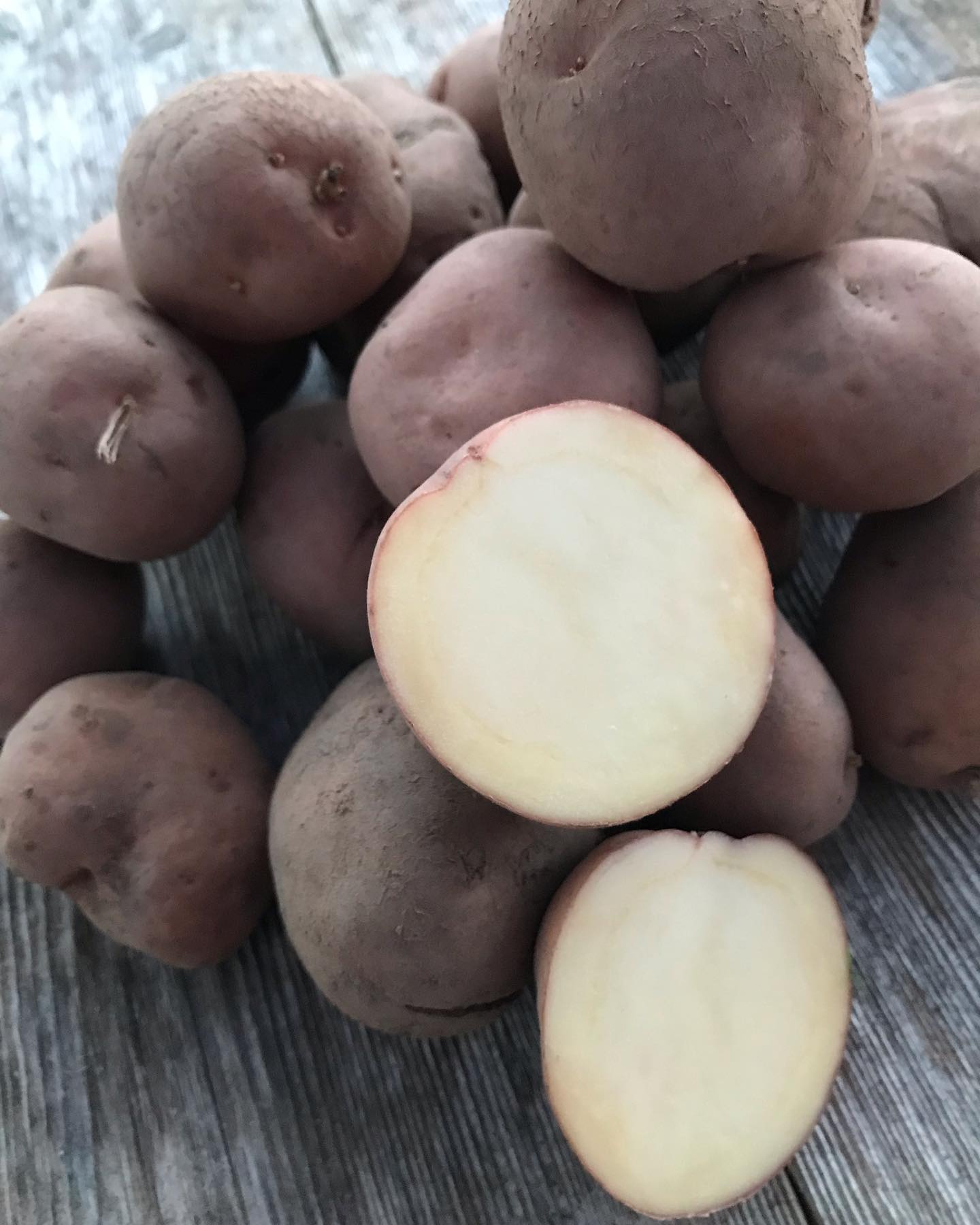 Early Rose - en älskad potatisklassiker - Trädgårdstrollet