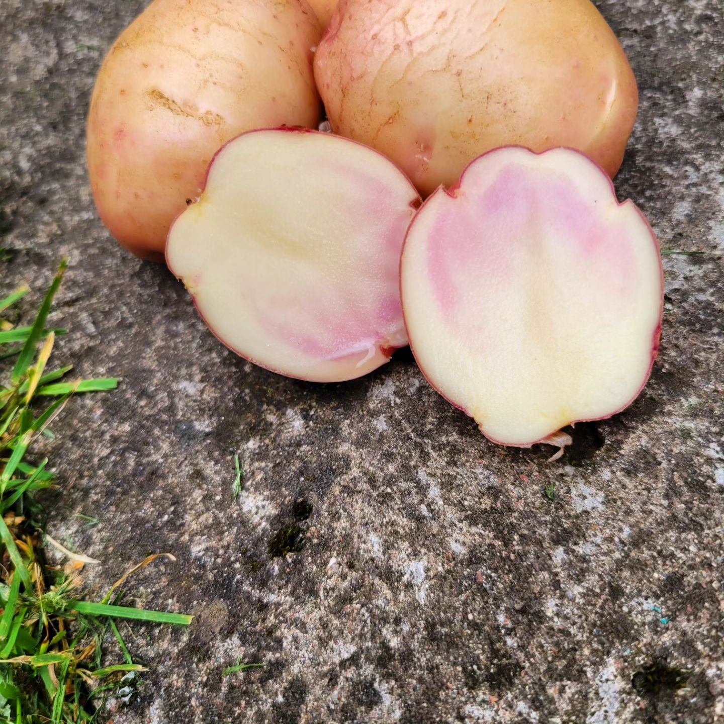 Early Rose - en älskad potatisklassiker - Trädgårdstrollet