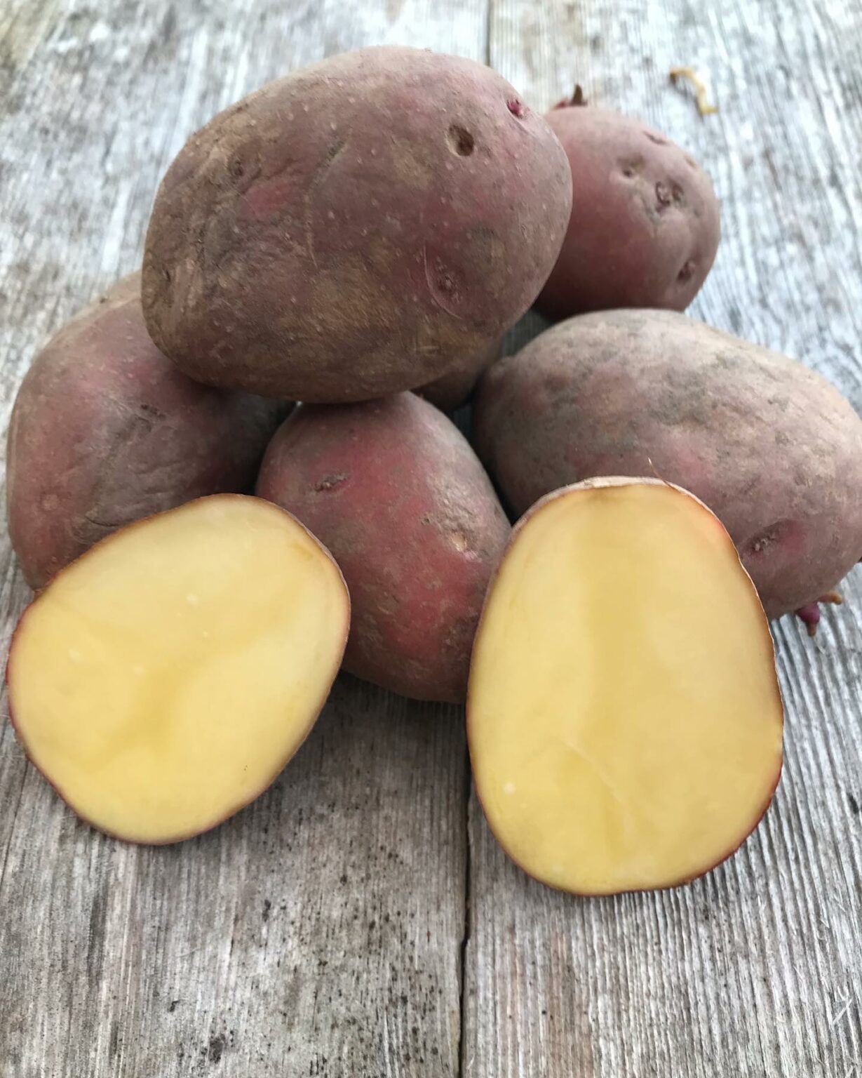 Lång säsong med egen potatis - Trädgårdstrollet