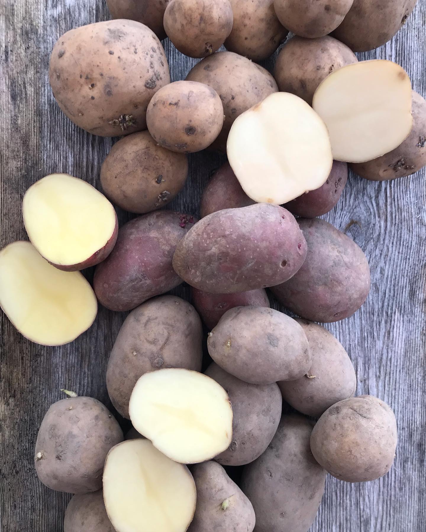 Sortguide: Mycket tidiga potatissorter - Trädgårdstrollet