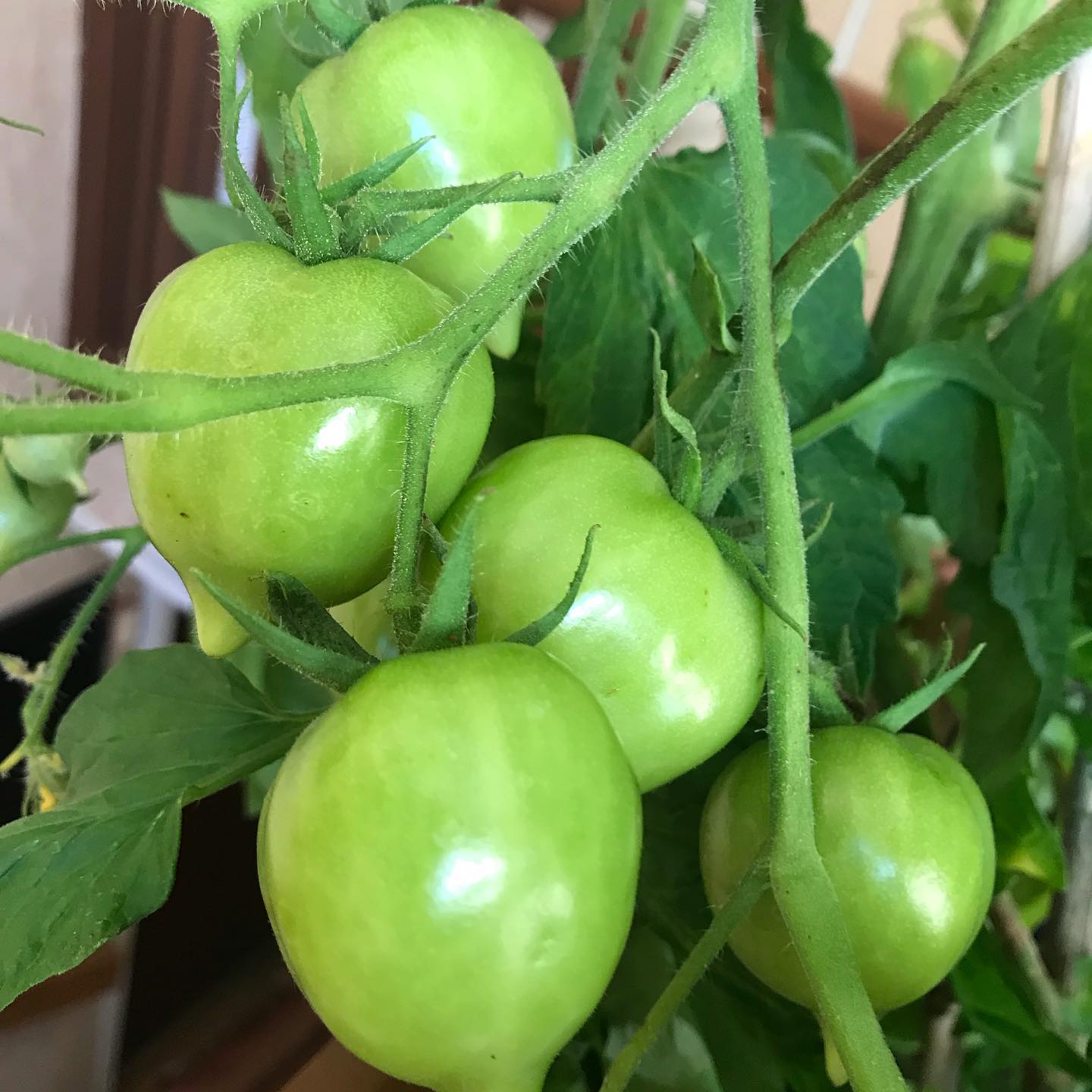 Tomaten Annas Multiflora - Trädgårdstrollet
