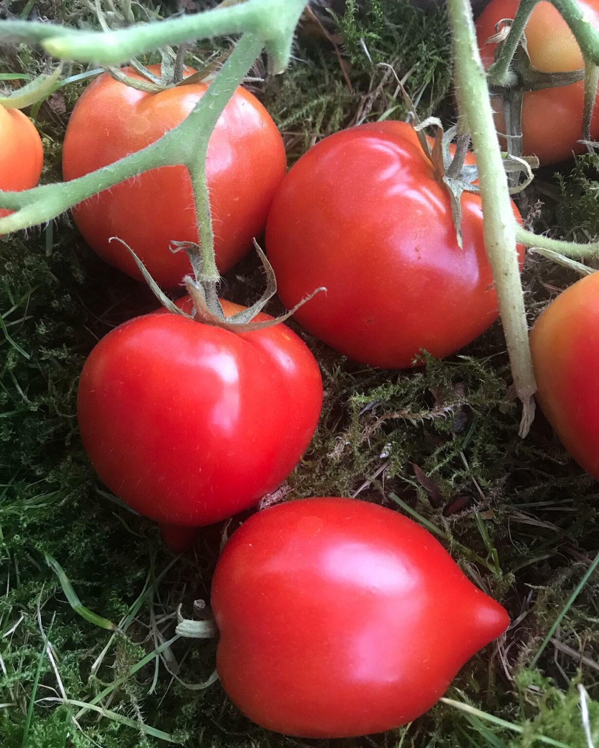 Tomaten Annas Multiflora - Trädgårdstrollet