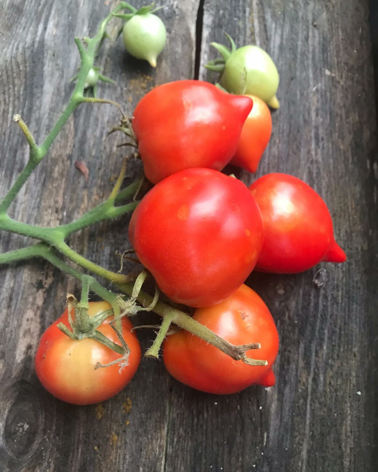Tomaten Annas Multiflora - Trädgårdstrollet