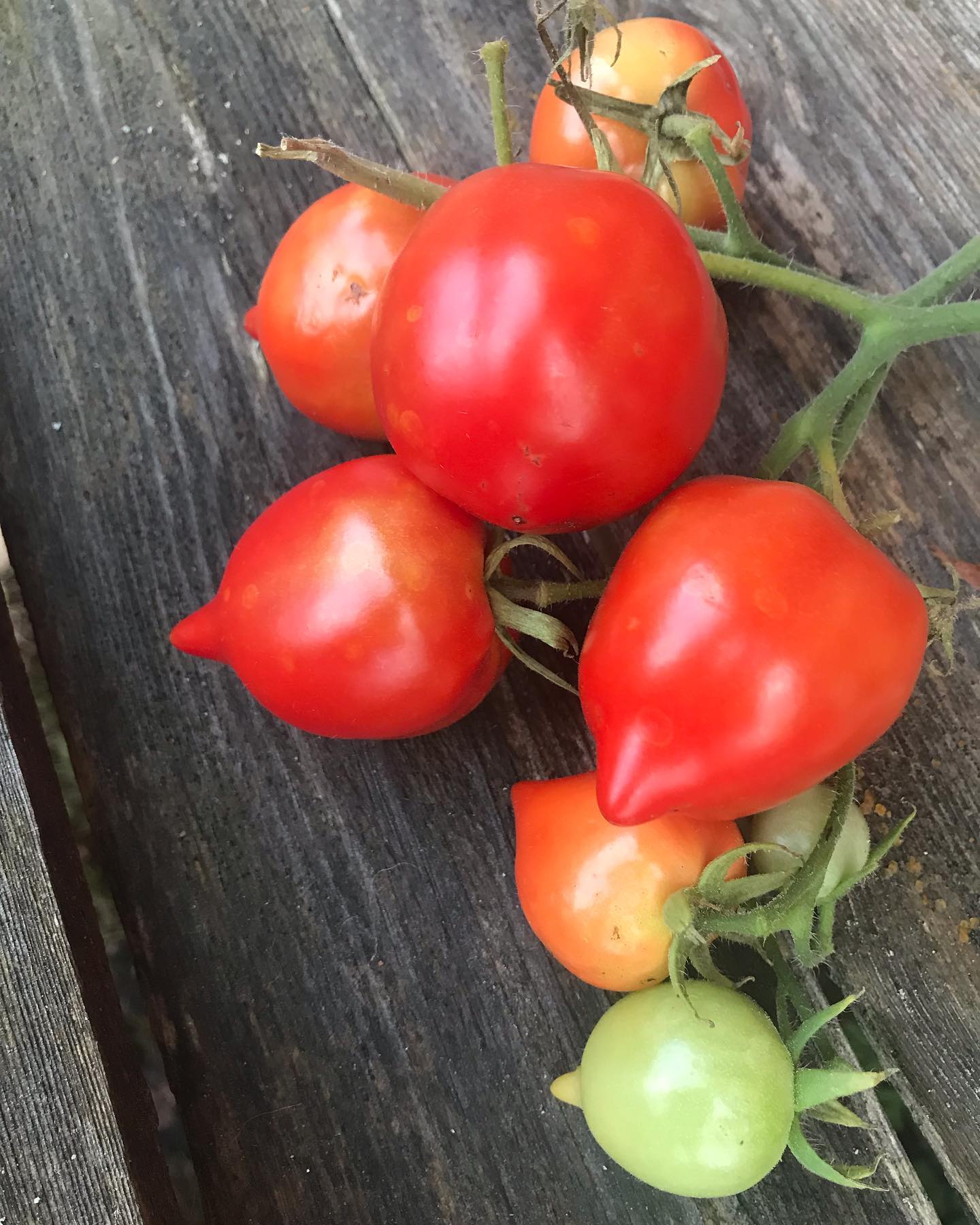 Tomaten Annas Multiflora - Trädgårdstrollet