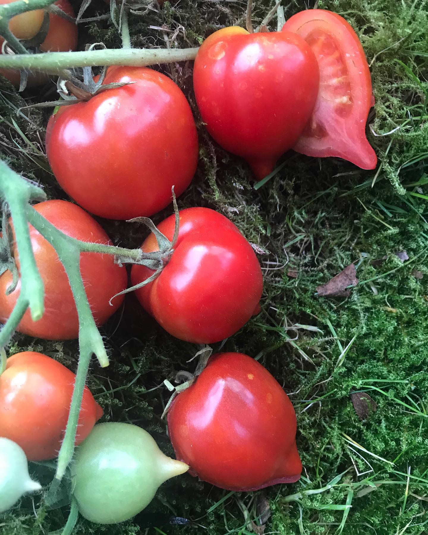 Tomaten Annas Multiflora - Trädgårdstrollet