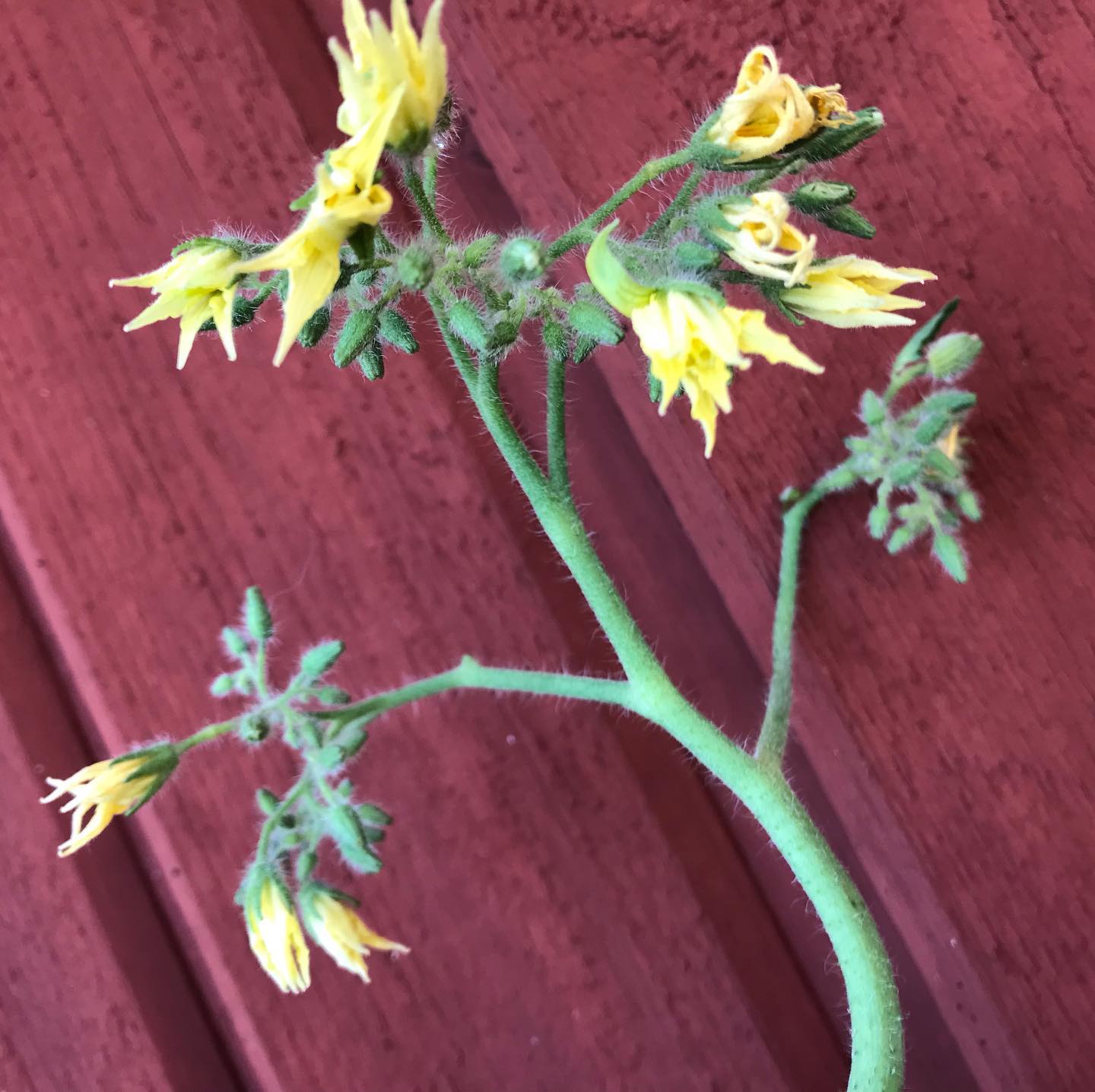 Tomaten Annas Multiflora - Trädgårdstrollet